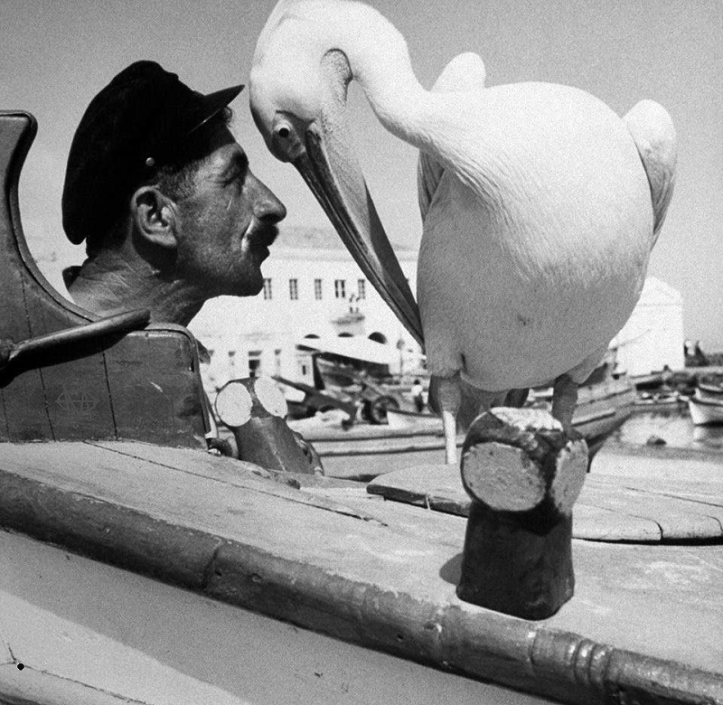 Petros the Pelican - The story behind Mykonos Official Mascot